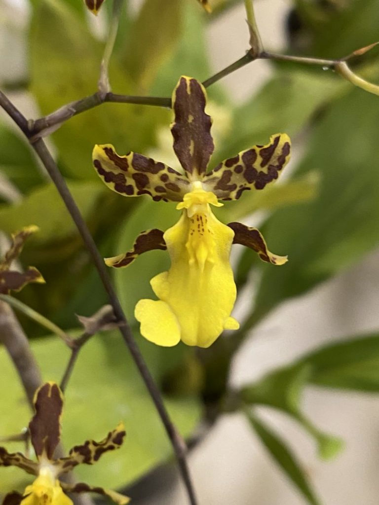 Gallery 2023 – Species Orchid Society of WA