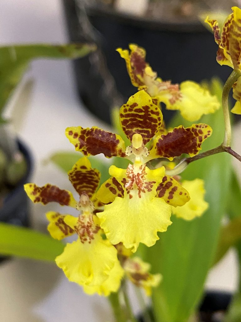 Gallery 2023 – Species Orchid Society of WA
